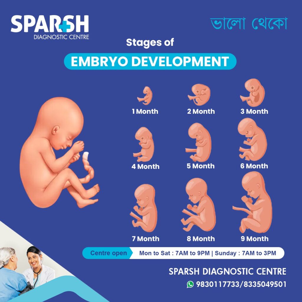 Stages of Embryo Development - Sparsh Diagnostic Center